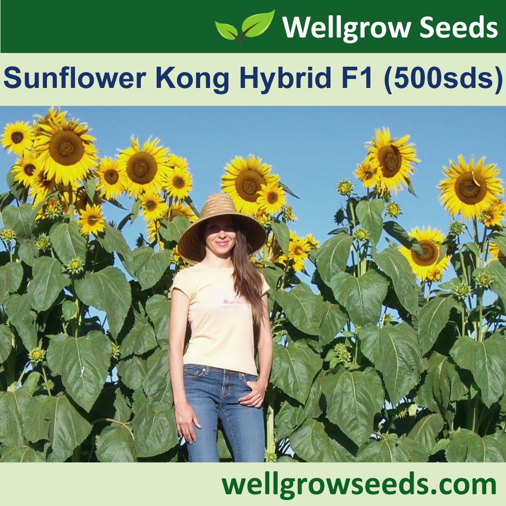 Sunflower Kong Hybrid F1 (500sds) Giant Helianthus 向日葵:巨无霸 太阳花种子 Biji ...