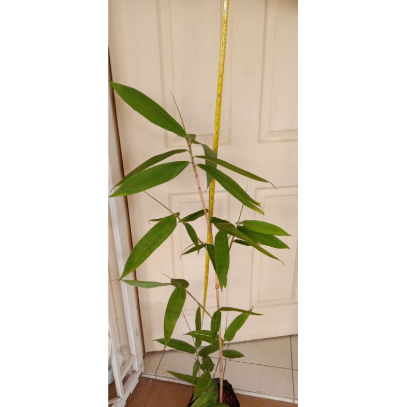 [Ready Stock] Pokok Buluh Kuning / Sacred Bali Bamboo Lemon Yellow with ...