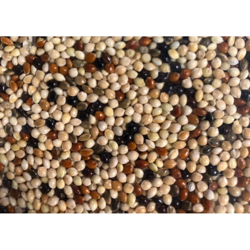 Mixed Millet Seed Bird Feed / Yellow Millet / Sekoi Campur / Makanan ...