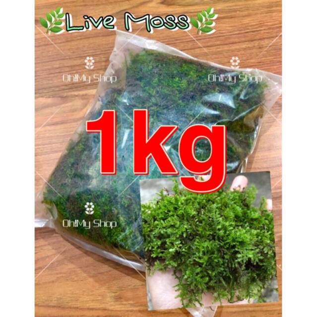 1kg Sphagnum Moss 🌿Live Moss🌿Lumut Hidup🌿水苔藓🌿Forest Moss🌿Spike Moss🌿 ...