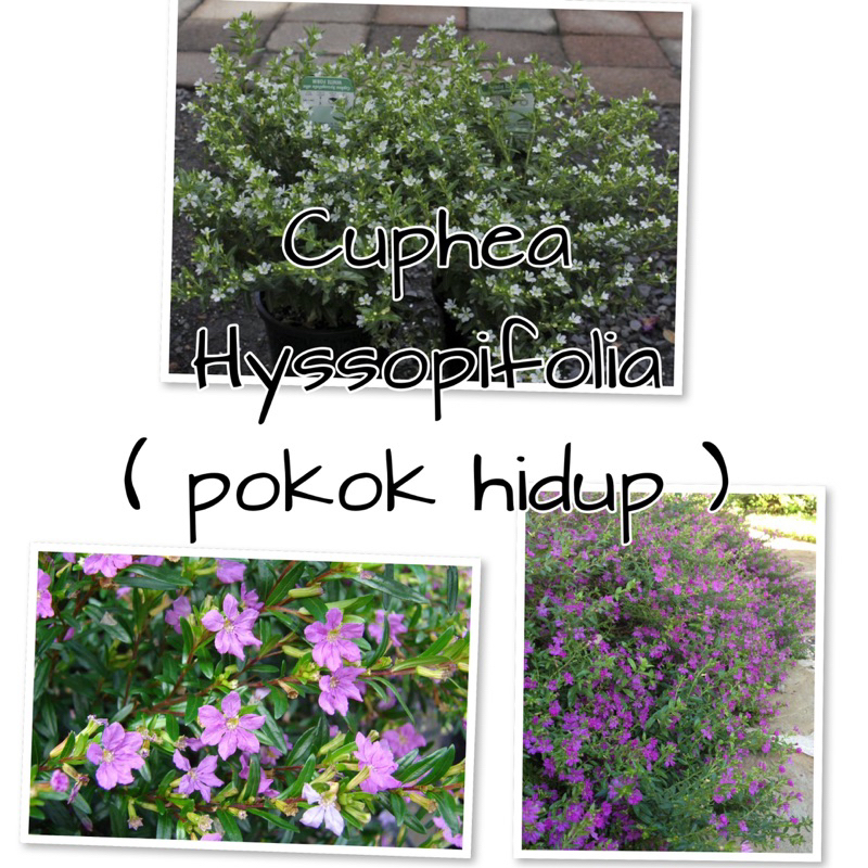 Pokok Bunga Cuphea hyssopifolia @ Taiwan Beauty Purple Pink White ...