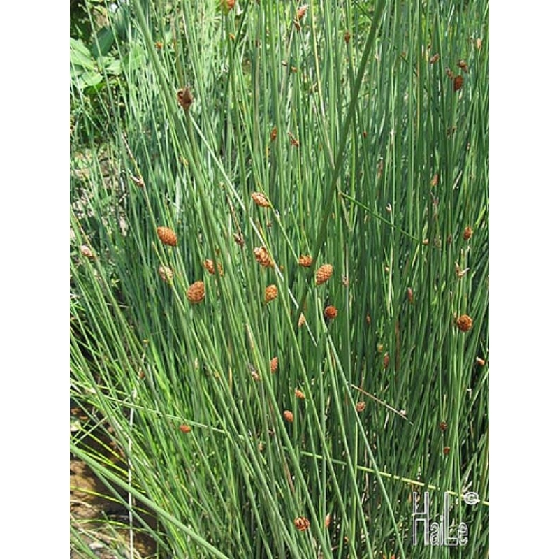 Lepironia Articulata /Kercut/ Nature Straw (Penyedut minuman semula ...