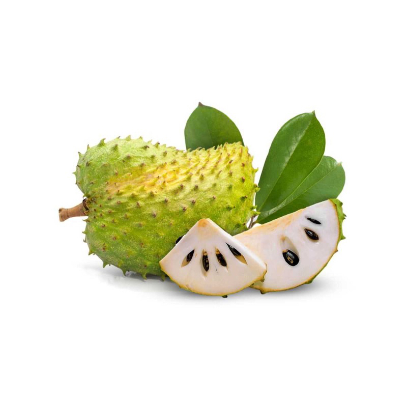 Durian Belanda Hybrid @ Buah Durian Belanda Anak Pokok | Shopee Malaysia