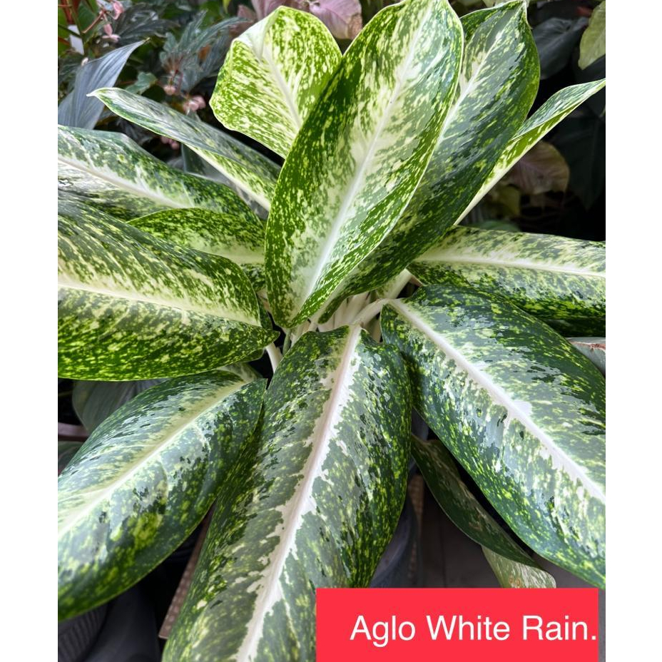 Aglonema & Kemoyang Hitam | Shopee Malaysia