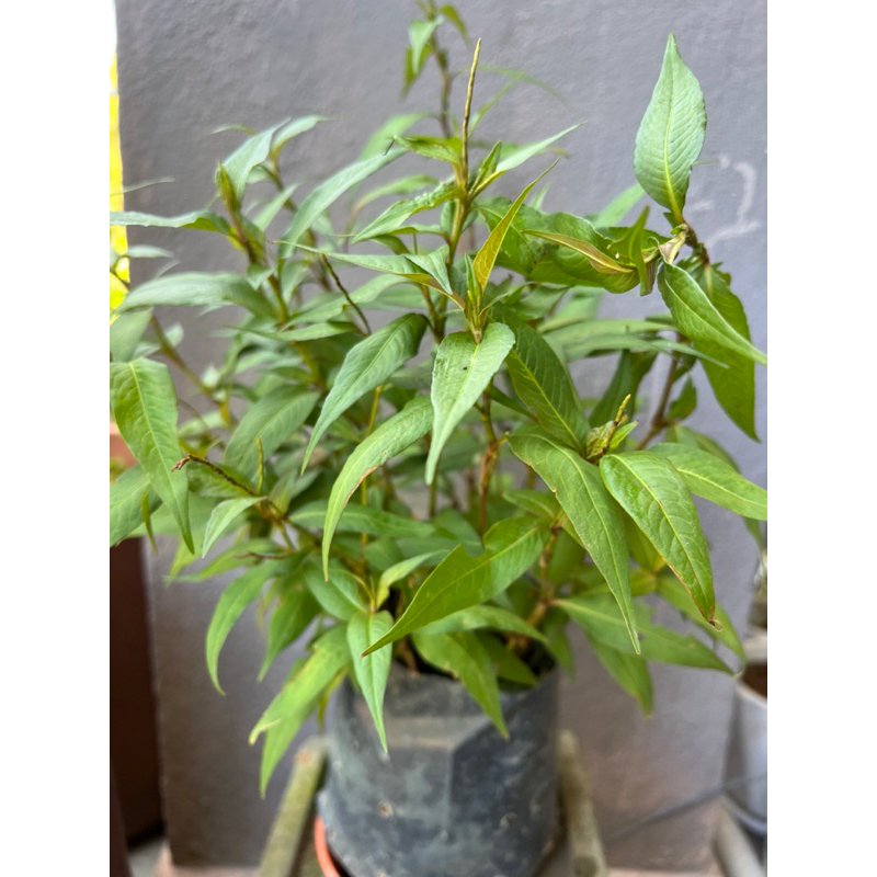 Pokok Daun Kesum Ulam masakan Laksa | Shopee Malaysia