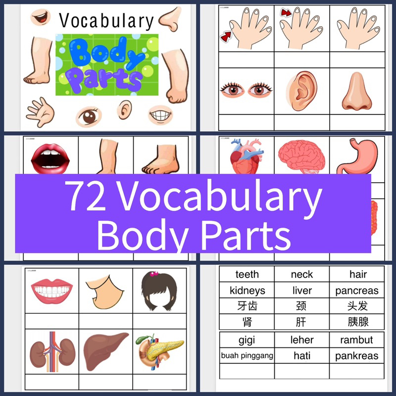 [PDF36] vocabulary Body parts (Malay, English,Chinese) Busy Book ...
