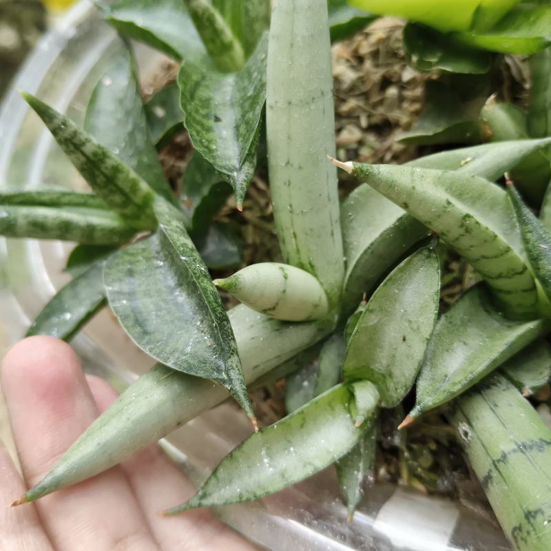 Sansevieria Boncel Platinum 🔥rare plant🔥 snake plant | Shopee Malaysia