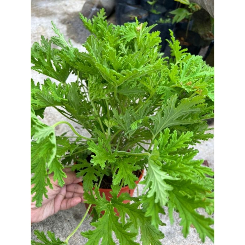 Jerimin Pokok Halau Nyamuk/Pokok Jari Lima | Shopee Malaysia