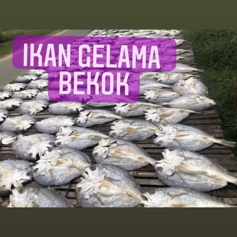 500G IKAN GELAMA BEKOK VACUUM PACK | Shopee Malaysia