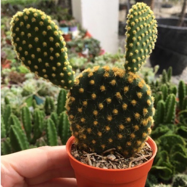 Fresh live plant Yellow Mickey Mouse Cactus 黄色米奇仙人掌 🌵 | Shopee Malaysia