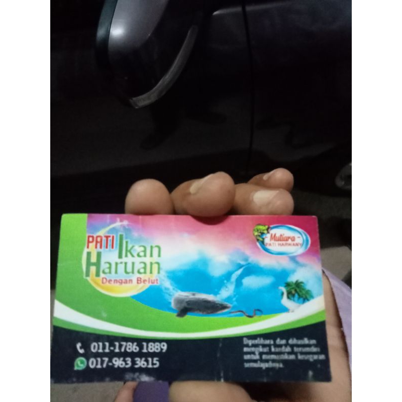 Pati haruan gamat 50biji | Shopee Malaysia