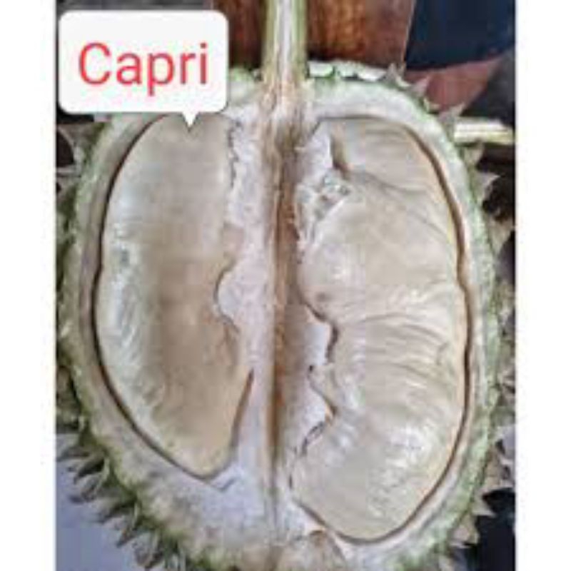 Pokok Durian Capri Rare | Shopee Malaysia