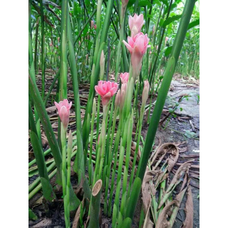 Kantan Masakkan Laksa (Bunga Pink) | Shopee Malaysia