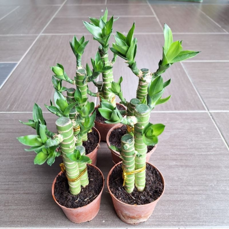 GGN -- Pokok Lotus Bamboo -- Lucky bamboo -- Pokok Redup | Shopee Malaysia