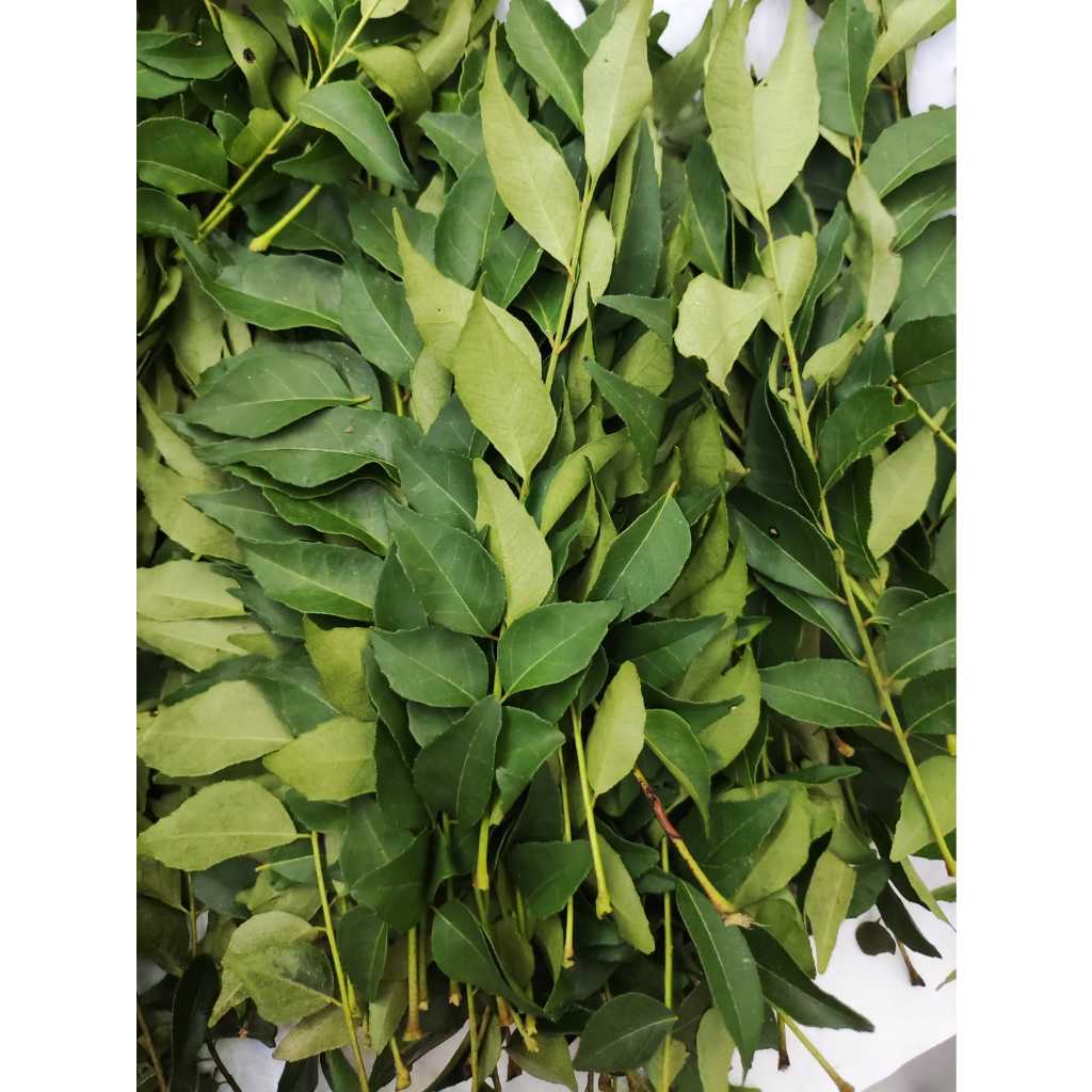 (Leaf Only) Segar Masakan Daun Kari / Fresh Cook Curry Leaf / 咖喱叶 ...