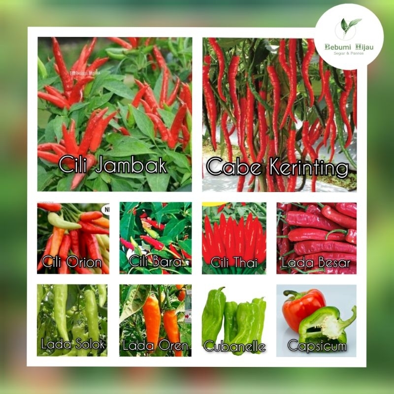 30 Jenis biji benih MALAYSIA CILI PADI LADA seeds chilies seed lada ...