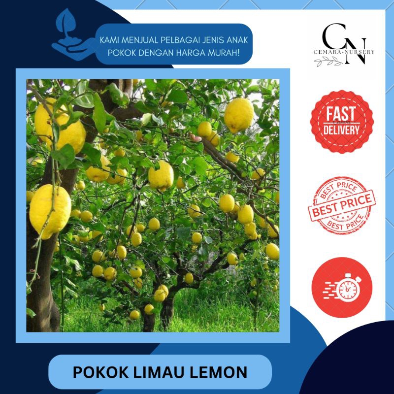 Cemara Nursery || Pokok Limau Lemon(Australia) HYBRID cepat berbuah ...