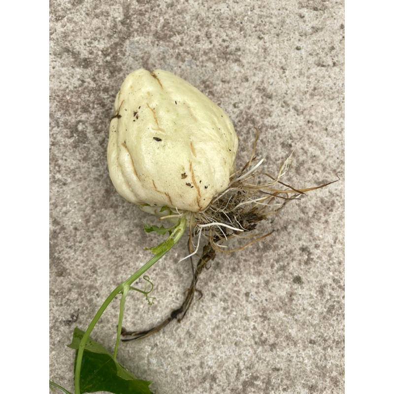 BIJI BENIH LABU SIAM RM3.50/pc | Shopee Malaysia