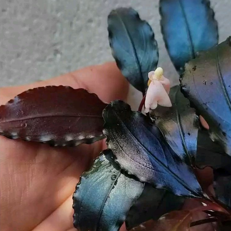 [BUY 4 FREE 1] Bucephalandra Sp Black Ventii (Stalk) Ultra Rare aquatic ...