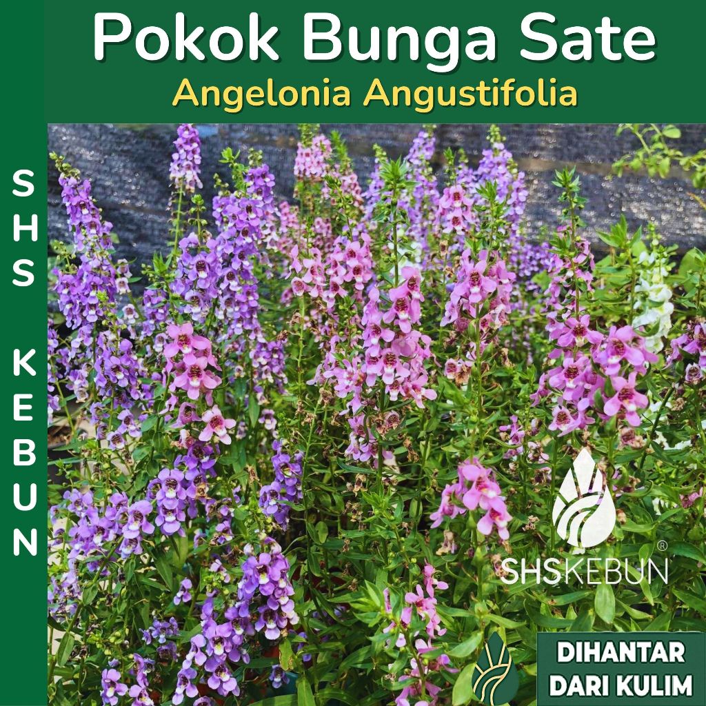 Angelonia Angustifolia Pokok Bunga Sate Pokok Bunga Hidup Flower Random ...