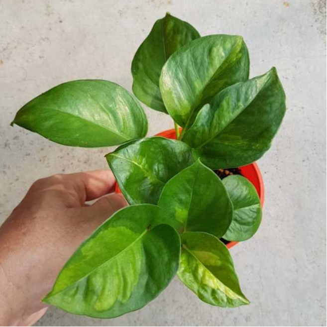 Rare Global Green Pothos Epipremnum Aureum | Shopee Malaysia