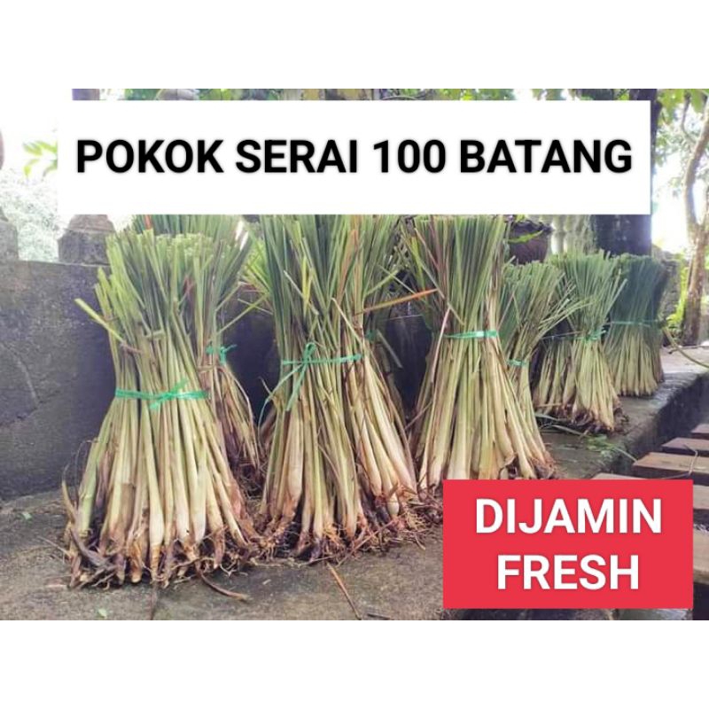 SERAI KAMPUNG 100 BATANG MUDAH DITANAM / LEMONGRASS | Shopee Malaysia