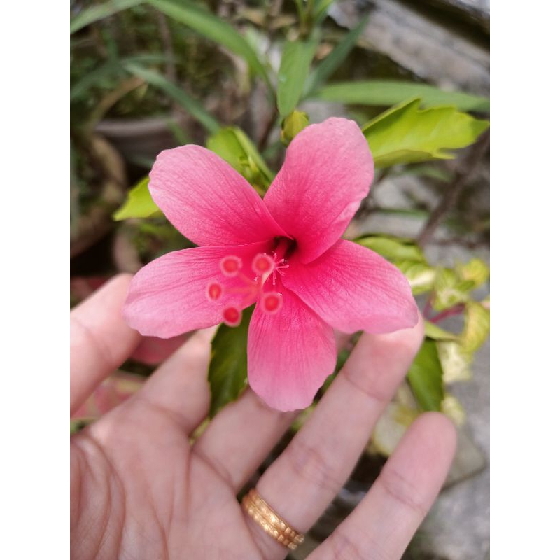 anak pokok Bunga Raya mini pink | Shopee Malaysia