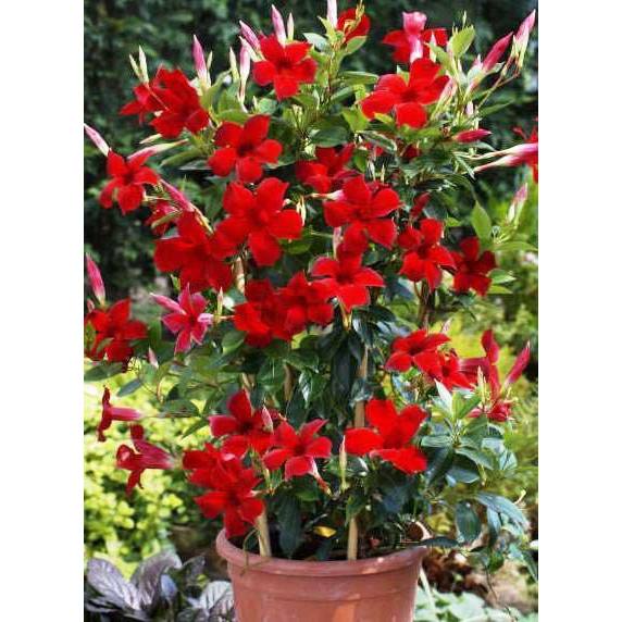 Pokok Bunga Mandevilla Merah | Shopee Malaysia