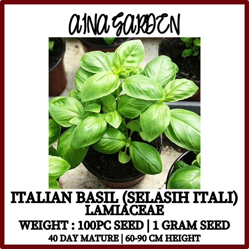 HSK [100pc] ITALIAN BASIL SEED | BENIH SELASIH ITALI | LAMIACEAE | BIJI ...