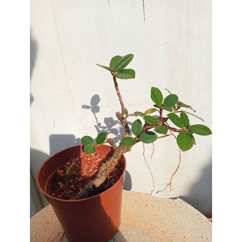 🥳🥳 December special 🥳🥳Bonsai Ficus 榕树盆栽 Pokok ficus | Shopee Malaysia