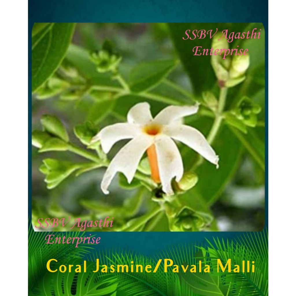 LIVE PLANT-PAVALA MALLI/CORAL JASMINE/பவழ மல்லி/QUEEN OF THE NIGHT ...