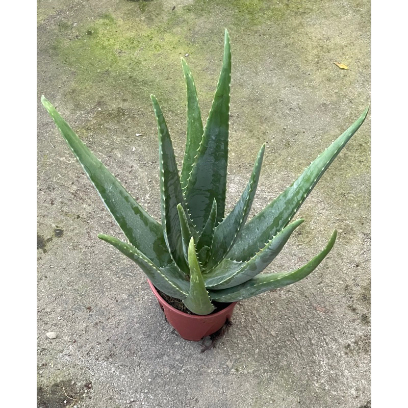 MC - ALOE VERA GIANT 芦荟 | Real Plant | Shopee Malaysia