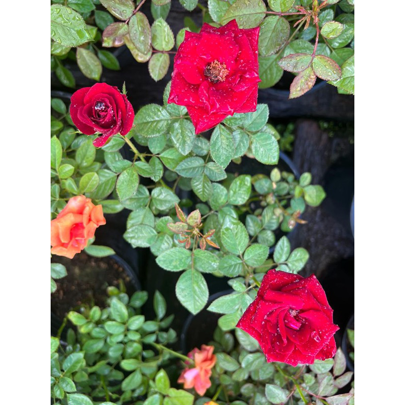 Ros kampung Tahan Panas | Shopee Malaysia