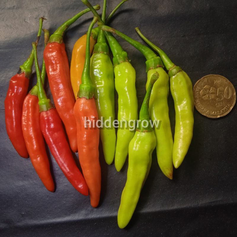 Biji Benih Cili Cabai Rawit Madun Cili Padi | Shopee Malaysia