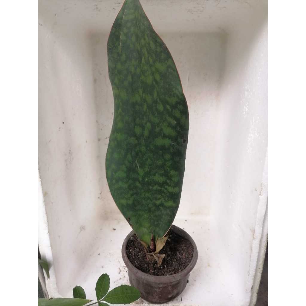 pokok bunga whale fin, tinggi 30 - 40cm utk indoor & outdoor, dlm pasu ...