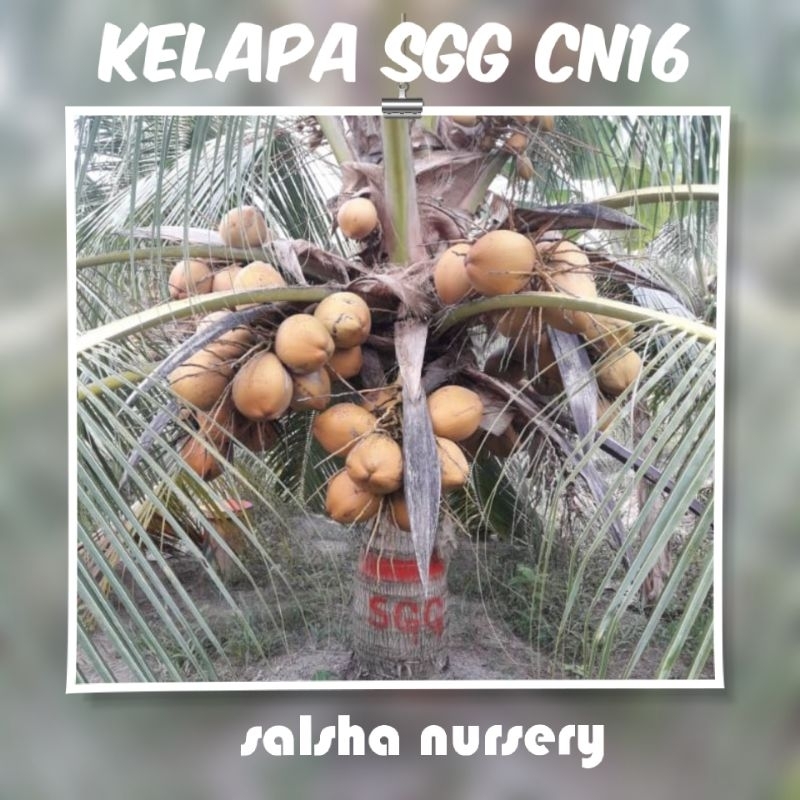 🔥💥Pokok KELAPA SGG CN16 pokok kelapa rendah cepat berbuah | Shopee Malaysia