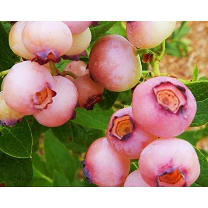 POKOK BLUEBERRY BAKA PINK POPCORN- BUAH BESAR AROMATIC DAN MANIS ...