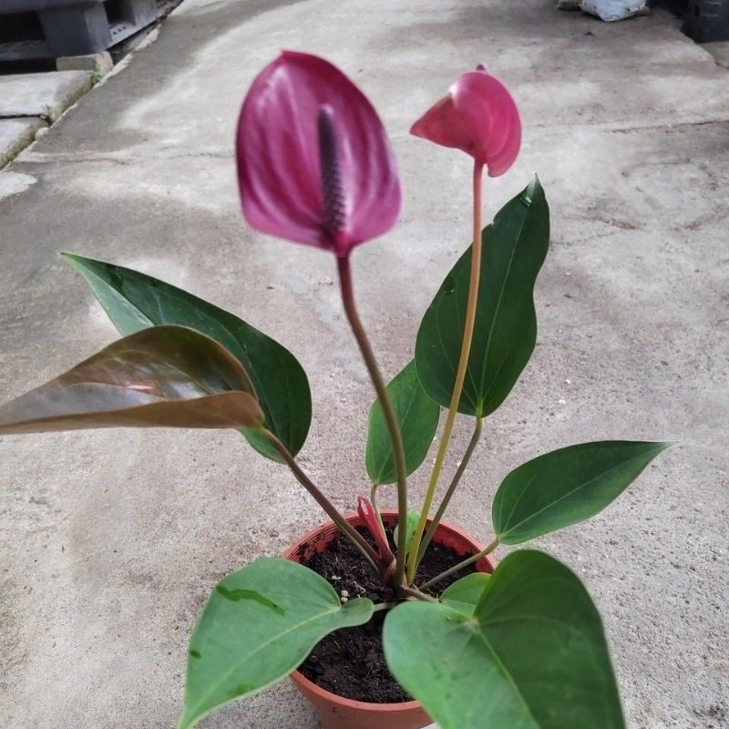 Happi Go 1 Pot Anthurium Purple 紫色火鹤 | Shopee Malaysia