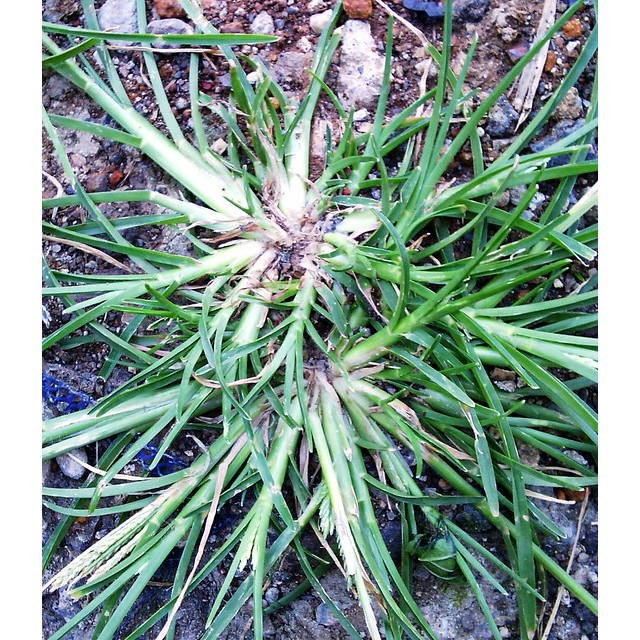 Rumput Belulang | Rumput Sambau | Rumput Degil | Rumput Jampang Segar ...