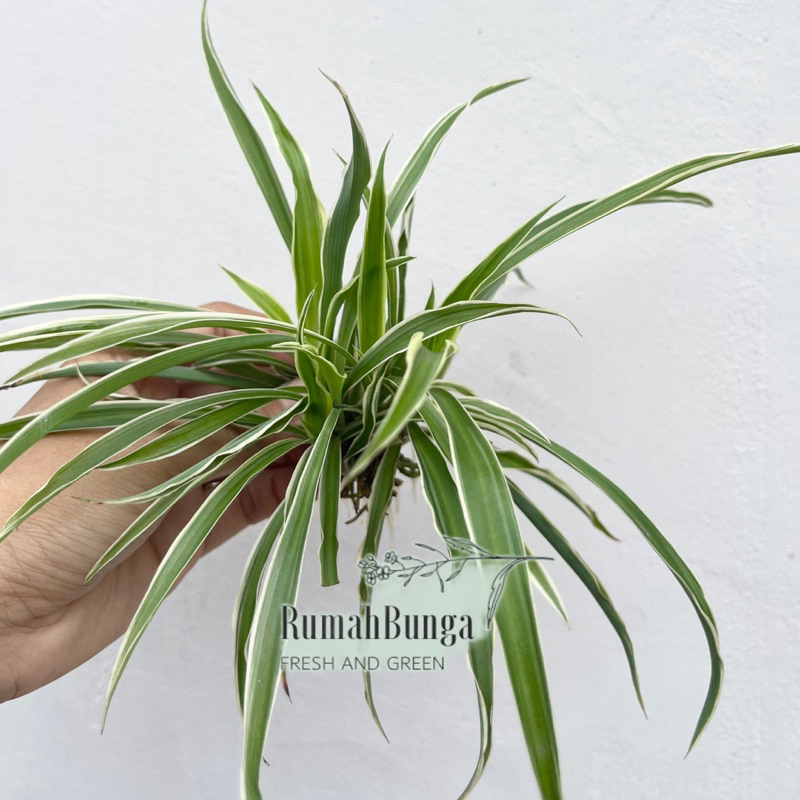Anak Pokok Spider Plant | Spiderettes | Indoor Pl | Hanging Plant ...