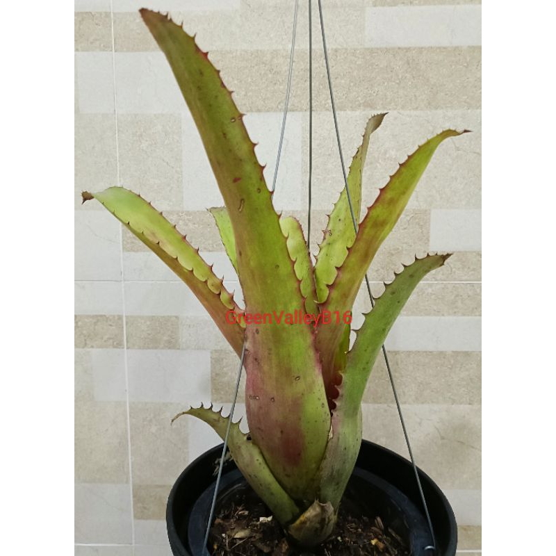 Bromeliad Aechmea Bracteata Rubra @ Buaya Merah (Rare Plant) | Shopee ...