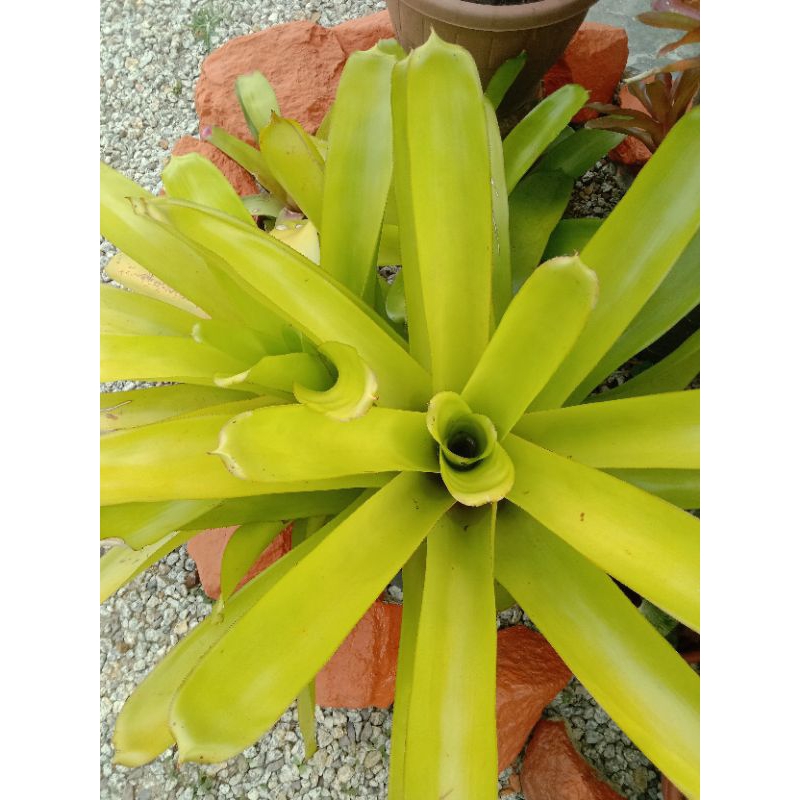 bromeliad aec kuning live plant | Shopee Malaysia