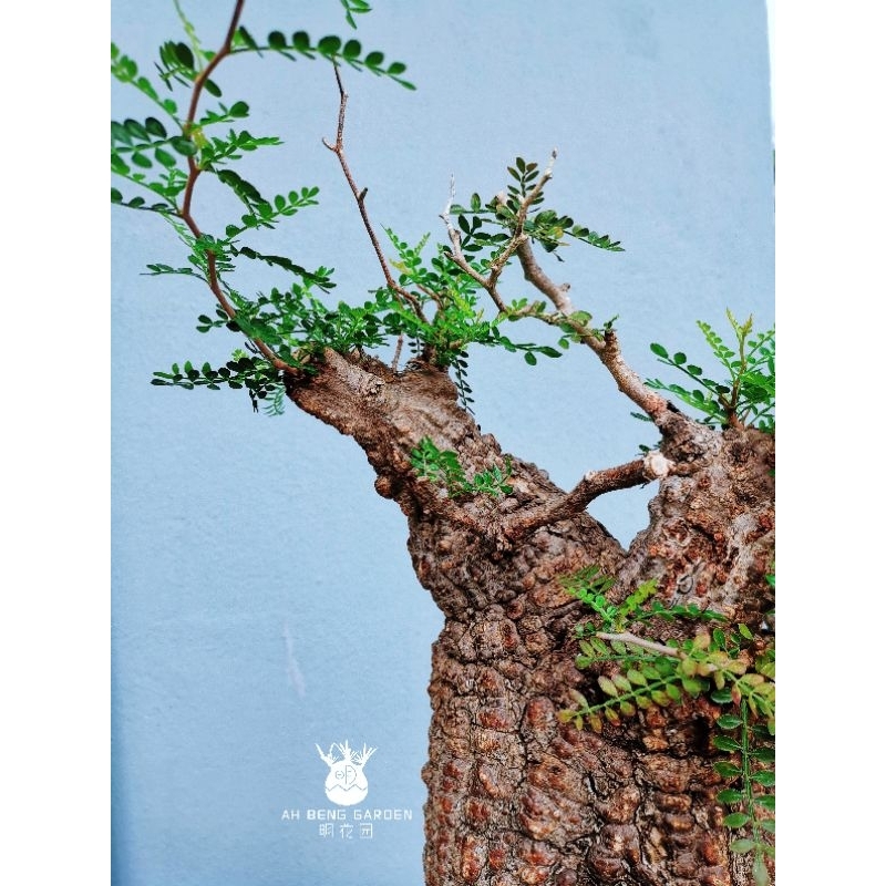 AH BENG GARDEN - CAUDEX : 象足漆树 实生 Operculicarya Pachypus Seedling | Shopee Malaysia