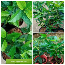 Anak Pokok Daun Salam/ Bay Leaf Tree Edible Herb Live Plant | Shopee ...