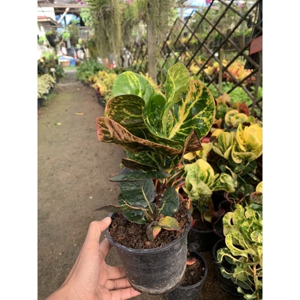 Pokok Bunga Puding (Katak / Keropok Thai) Real Live Plant | Shopee Malaysia