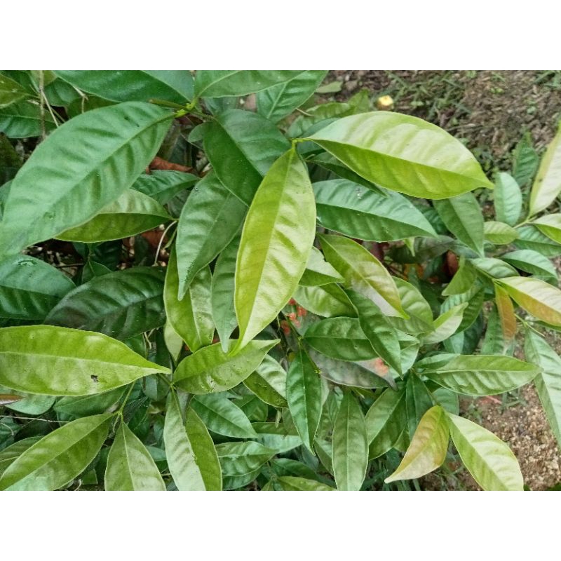 pokok salam,serai kayu,pokok nasi kerabu,pokok segar dalam polibag free ...