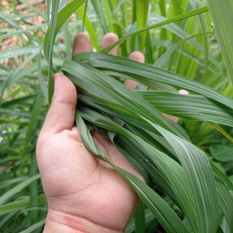 Benih Pokok Serai wangi Berakar Daun Serai Wangi Mandian Herba ...