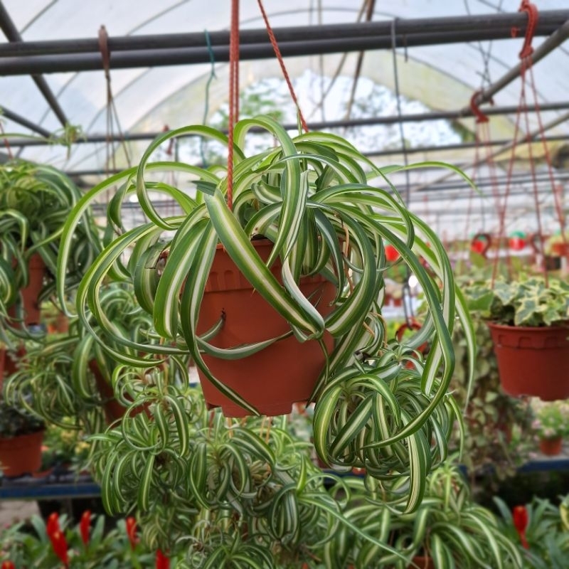 Pokok Spider plant pokok gantung | Shopee Malaysia