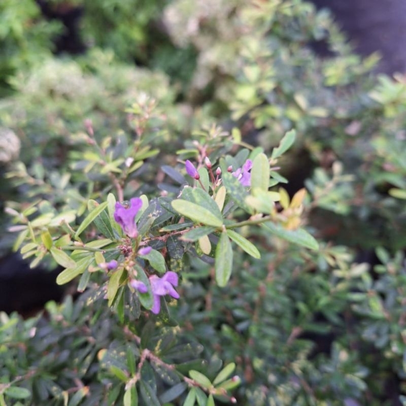 Pokok Bonsai Blue bell Vietnamese blue bell outdoor plant | Shopee Malaysia