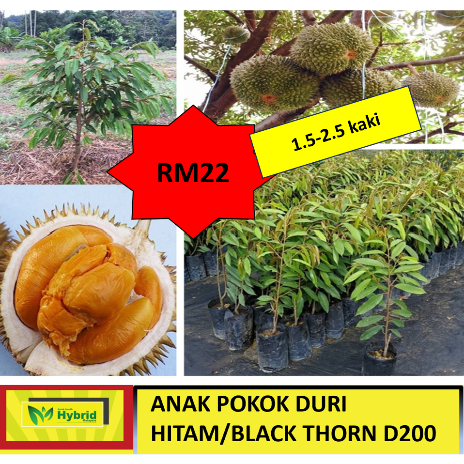Pokok Durian Duri Hitam (D200)🔥HYBRID 🔥 | Shopee Malaysia